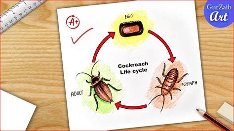 Cockroach Life Cycle Diagram Drawing Cbse Easy Science Project Step By Step For Beginners