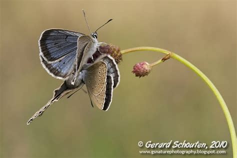 Gerard Schouten Nature Photography Butterfly Sex