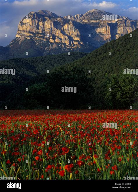 Field Of Poppies Springtime Peña Montañesa Sobrarbe Huesca Aragon