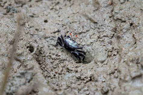 피 들러 크랩 호출 게 라고도 반 지구 해양 게의 약 100 종 중 하나일 수 있습니다 갈고리 발톱에 대한 스톡 사진 및 기타 이미지 갈고리 발톱 갑각류 걷기