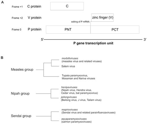 Sendai Virus Plos One