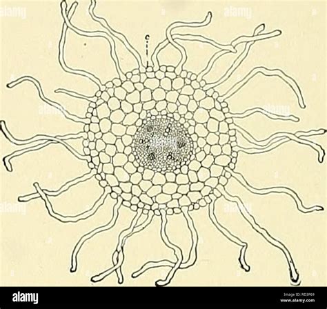 Cross Section Of A Root System Hi Res Stock Photography And Images Alamy