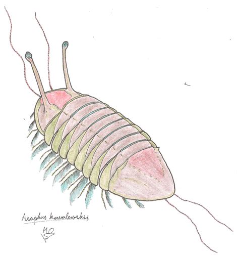 Asaphus Kowalewskii By Amypteride On Deviantart