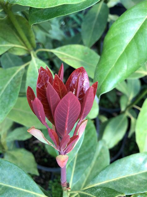 Retail Machilus Thunbergii Cistus Nursery