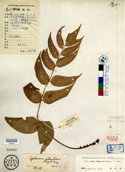 小羽大叶贯众 中国国家植物标本馆模式标本 图片