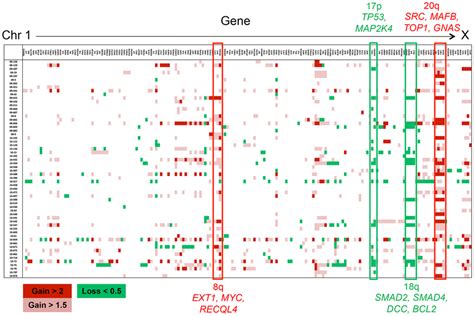 Copy Number Variation Table Samples Are Aligned According To Sample Download Scientific