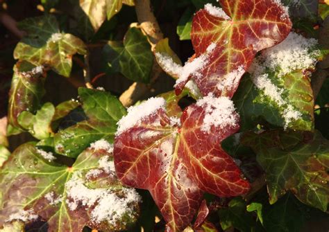무료 이미지 나무 자연 과일 잎 서리 식품 봄 생기게 하다 여자 이름 가을 플로라 시즌 이파리 관목