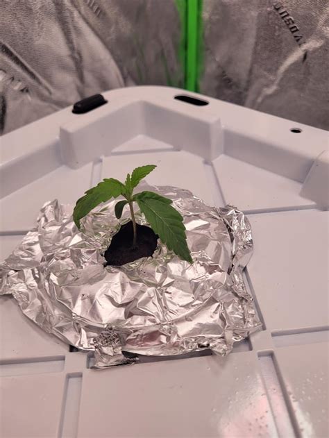 New Mogrow Update 2 Rdwc