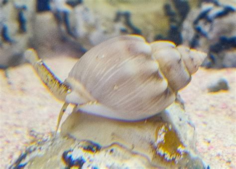 Nassarius Bienvenue Sur Invertébréseu Spécialisé En Envoi D
