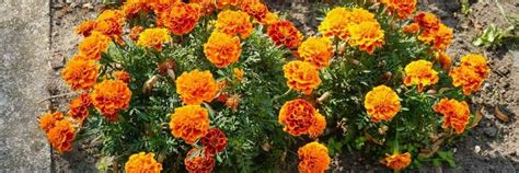 Квіти для зимового посіву Good Harvest Насіння Добрива Засоби захисту рослин