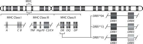 Frontiers Structural Comparison Between Mhc Classes I And 57 Off