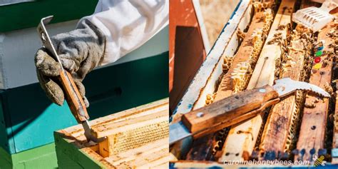 Choosing The Best Hive Tool A Beekeeper S Guide Carolina Honeybees