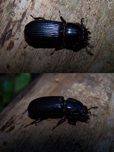 Fauna Paraguay Passalidae Bess Beetles Image Gallery