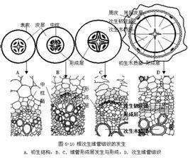 维管组织图册 360百科