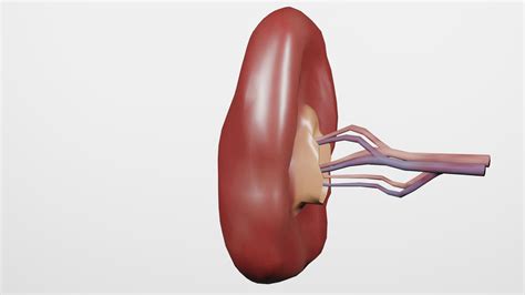3d Spleen Model Turbosquid 2108470