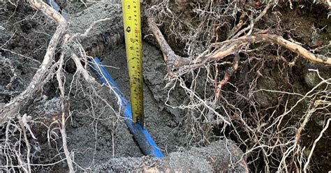 Tree Roots In Plumbing Line Diamond Hydrovac