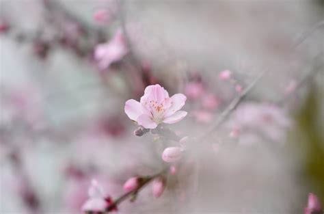 배경 화면 일본 분기 벚꽃 니콘 담홍색 봄 나무 체리 사쿠라 플로라 꽃잎 생기게 하다 꽃 피는 식물 닫다 매크로 사진 4928x3264