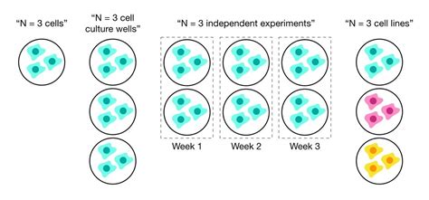 Getting N Numbers Right For Cell Line Experiments