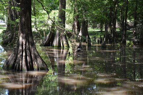 사이프러스 나무 자연 Pixabay의 무료 사진 Pixabay