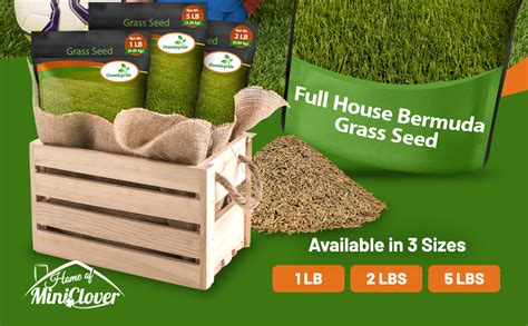 Yukon Drought Tolerant Bermuda Grass Golf Course Lawn Putting Green Seed