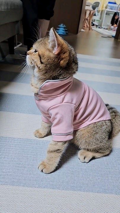 고양이 잠옷 고장난고양이 Cat 개냥이 Viral Youtube