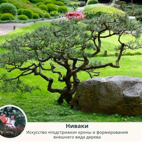 Топ 10 растений которые должны быть в каждом саду Все о ландшафтном дизайне Дзен