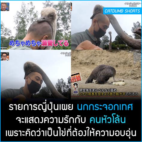 รายการญี่ปุ่นเผย นกกระจอกเทศ จะแสดงความรักกับคนหัวโล้น เพราะคิดว่าเป็นไข่ที่ต้องให้ความอบอุ่น