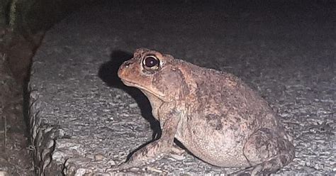 Toad Album On Imgur