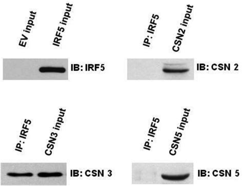 Cop9 Subunit 3 Directly Interacts With Irf5 Cell Free Recombinant Download Scientific Diagram