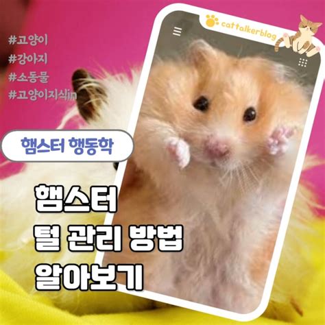 햄스터 털 관리 방법 알아보기 네이버 블로그