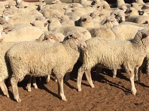 Lot 716 90 Mixed Sex Lambs AuctionsPlus