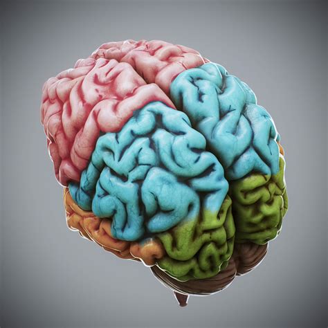 Human Brain Anatomy 3d Model By Nonecg