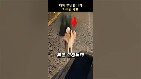 차에 부딪혔다가 가족된 사연 Youtube