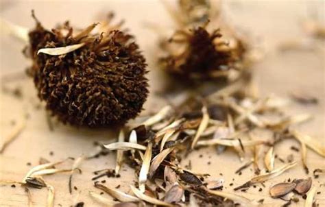 Как собрать семена циннии (цинии): инструкция и советы