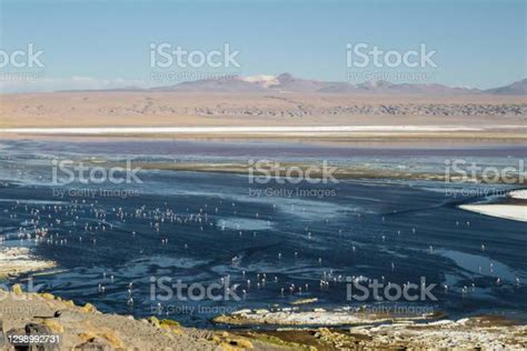 볼리비아의 알티플라노 사막에서 화산을 조망할 수 있는 라구나 칼라다의 플라밍고 그룹의 경치 0명에 대한 스톡 사진 및 기타 이미지 Istock
