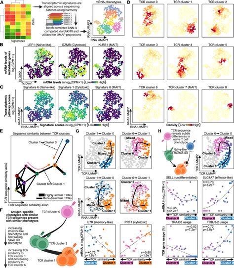 T Cell Receptor Sequences Are The Dominant Factor Contributing To The Phenotype Of Cd8 T Cells