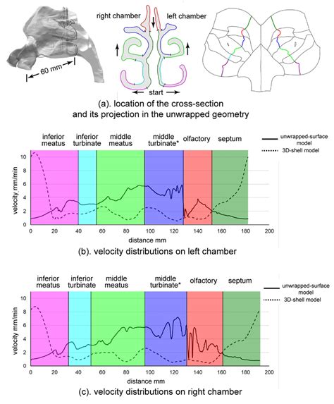 Cross Sectional Velocity Distributions For Unwrapped Surface Model And