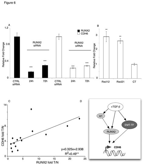 A Qrt Pcr Analysis Of Runx2 Black Bars And Cdh6 White Bars Mrna