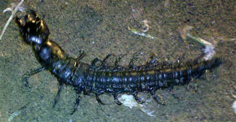 Are Dobsonfly Dangerous How To Get Rid Of Dobsonflies Whats That Bug