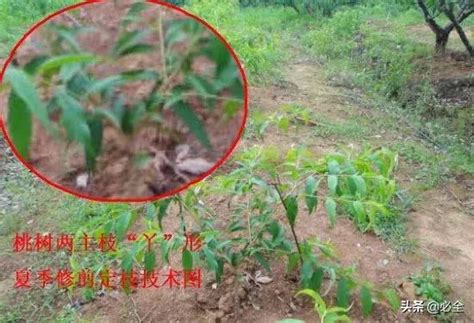 新栽桃树夏季整形修剪定枝技术 枝条