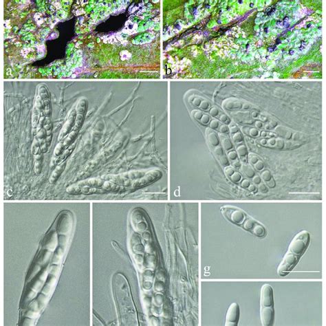 Acanthothecis Sarcographoides Holotype A E Thallus With