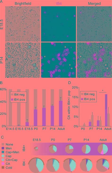 A Vital Staining With Isolectin B4 Ib4 Green Of Dissociated Drg