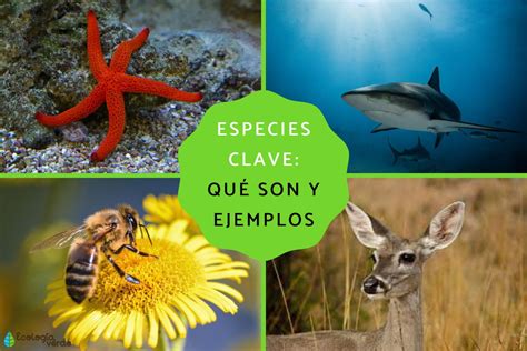 Especies Clave Qué Son Y Ejemplos Relevantes Mascotario