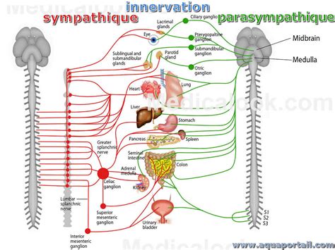 Myotome Définition Et Explications
