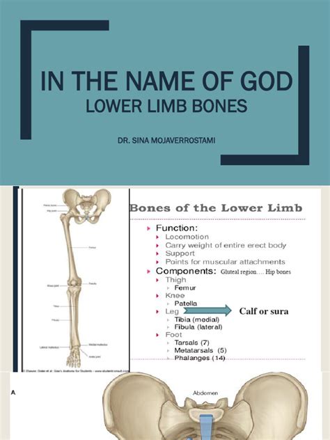 Bones Of The Lower Limb 1 Pdf Lower Limb Anatomy Musculoskeletal