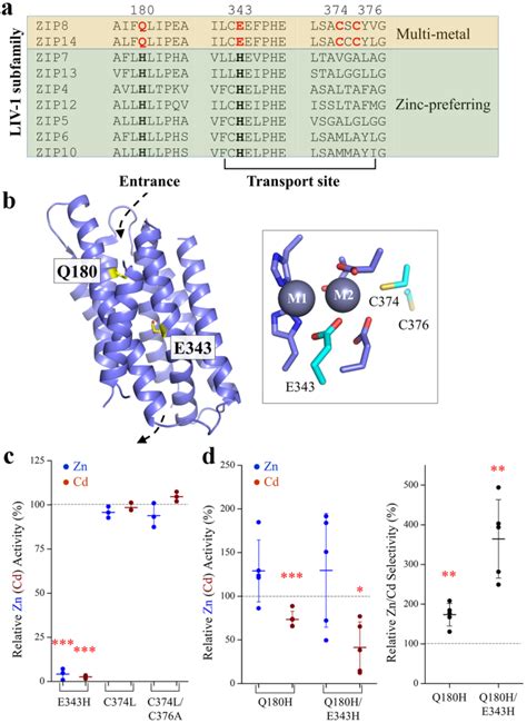 电梯型金属转运蛋白 Zip8 的合理设计揭示了在确定底物特异性方面至关重要的条件选择性过滤器 Communications Biology X Mol