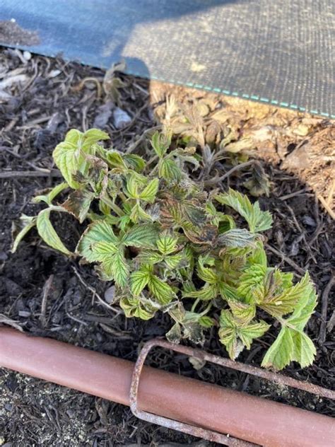 Primocane Fruiting Raspberry Production In Central Oregon Osu Extension Service Primocane Fruiting Raspberry Production In Central Oregon Osu Extension Service