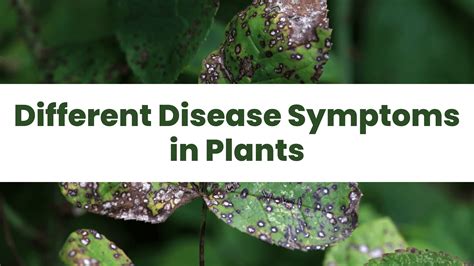 Different Disease Symptoms In Plants Agri Books