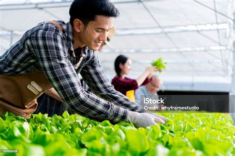 행복 정원사 팀 쾌활한 웃는 손 수확 그들의 신선도 야채 수경 재배 온실 농산물을 자랑스럽게 여기며 수경 재배 농장에서 즐겁게 함께 일하는 농부 그룹 일함에 대한 스톡 사진