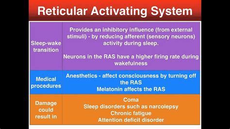 Ras And Thalamus Role In Consciousness Youtube